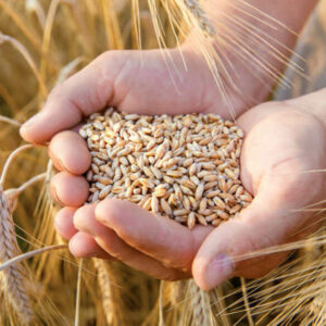 Puglia, la terra del grano - Granoro